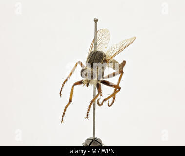 A detailed image of Acanthopleura ravus, a species in the Zoosphere ...