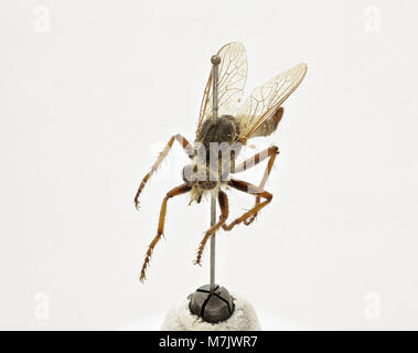 Acanthopleura ravus, a species within the Zoosphere, is depicted in ...