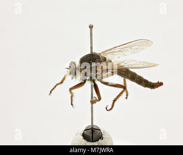 Acanthopleura ravus is a species of marine invertebrate belonging to ...