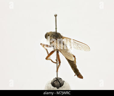 Acanthopleura ravus (Zoosphere 151 093 Stock Photo - Alamy