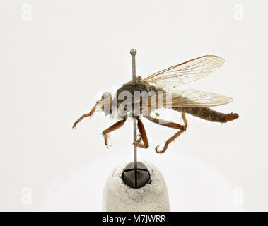 Acanthopleura ravus, a species of polyplacophoran mollusk, is featured ...