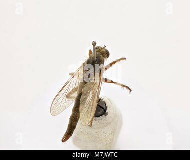 An image of Acanthopleura ravus, a species of marine mollusk. The ...