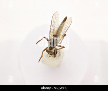 Acanthopleura ravus is a species of polyplacophoran, commonly known as ...