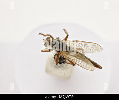 A detailed image of Acanthopleura ravus, a species in the Zoosphere ...