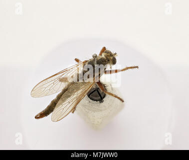 This scientific illustration depicts Acanthopleura ravus, a species of ...