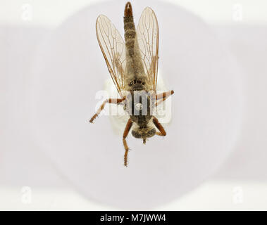 Acanthopleura ravus is a species of armored sea snail, known for its ...