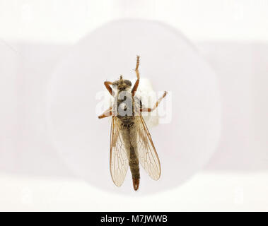 An image of Acanthopleura ravus, a species of marine mollusk ...