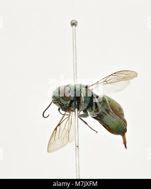 Chrysis marqueti, a species of cuckoo wasp, is known for its striking ...