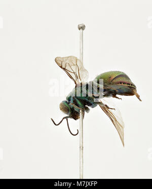 A scientific illustration of Chrysis marqueti, a species of cuckoo wasp ...