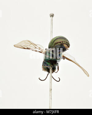 A scientific image of Chrysis marqueti, a species of cuckoo wasp ...