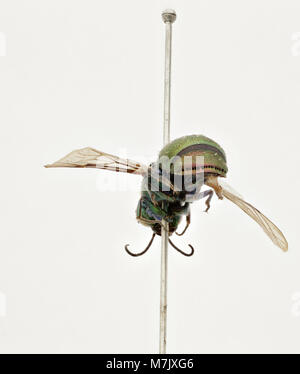 An image of Chrysis marqueti, a species of cuckoo wasp, showing its ...