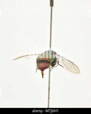 A detailed image of Chrysis marqueti, a species of cuckoo wasp, known ...