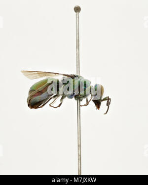 Chrysis marqueti, a species of cuckoo wasp, is depicted in a detailed ...