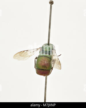 A scientific image of Chrysis marqueti, a species of cuckoo wasp ...