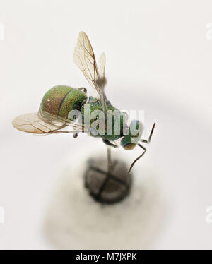 An image of Chrysis marqueti, a species of cuckoo wasp, showing its ...