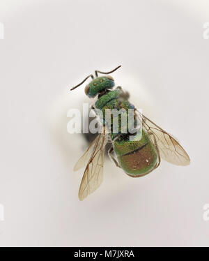 An image of the parasitic wasp species Chrysis marqueti, captured for ...
