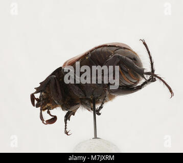 This image shows Colacus bicolor, a species from the Zoosphere 72 097 ...