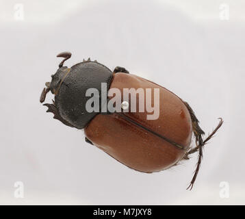 This image shows Colacus bicolor, a species within the Zoosphere ...