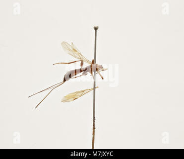 An image of the insect species Doryctes deuticoxa, identified in the ...