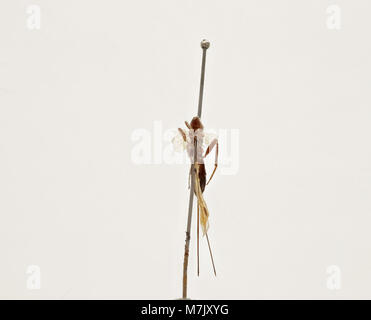A scientific image showing the insect Doryctes deuticoxa, a species ...