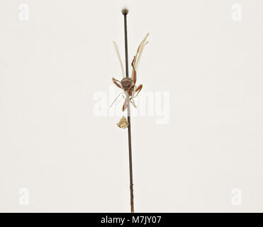 Doryctes deuticoxa is a species of parasitic wasp from the family ...
