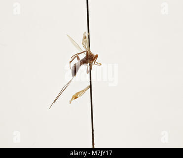A detailed image of the insect species Doryctes pomarius, showcasing ...