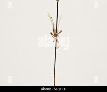 Doryctes deuticoxa is a species of wasp, identified in entomological ...
