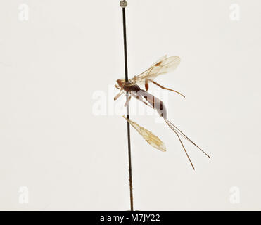 Doryctes deuticoxa is a species of parasitic wasp, notable for its role ...