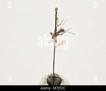 Image of Doryctes deuticoxa, a species of beetle, shown in a biological ...