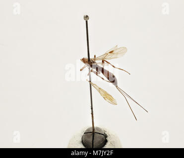 Doryctes deuticoxa is a species of wasp, part of the Ichneumonidae ...