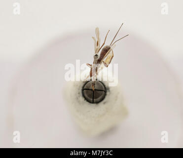 An image of Doryctes deuticoxa, a species of parasitic wasp. The ...