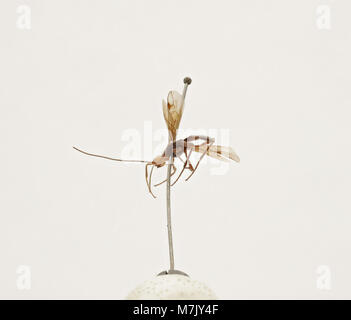 A scientific image of the species Doryctes fulviceps, a parasitic wasp ...