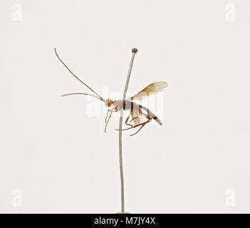 This image depicts Doryctes fulviceps, a species of beetle from the ...