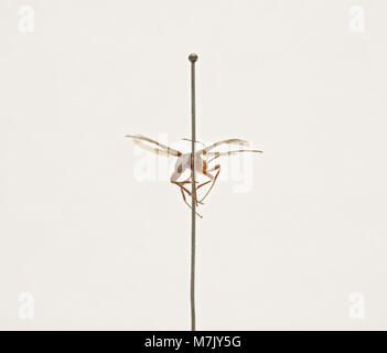 This image depicts the identification and control methods for leaf ...