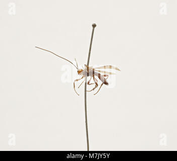 A detailed image of Doryctes fulviceps, an insect species from the ...