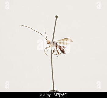 An image of Doryctes fulviceps, a species of beetle, captured in ...