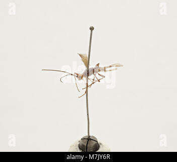 This image features Doryctes fulviceps, a species from the Zoosphere ...
