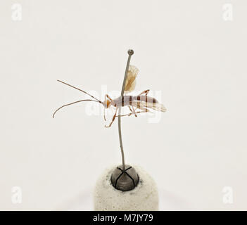 Doryctes fulviceps, an insect species featured in Zoosphere 138 095 ...