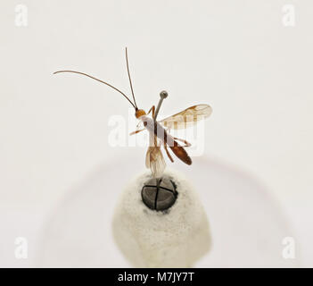 Doryctes fulviceps is a species of parasitic wasp belonging to the ...