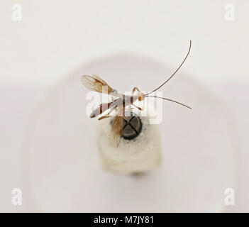 Doryctes fulviceps, a species of parasitic wasp, known for its ...