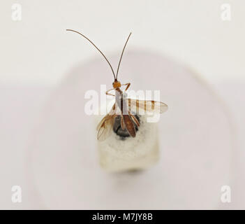 This image shows Doryctes fulviceps, a species of parasitic wasp from ...