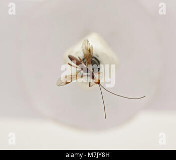 A scientific illustration or photograph of Doryctes fulviceps, a ...