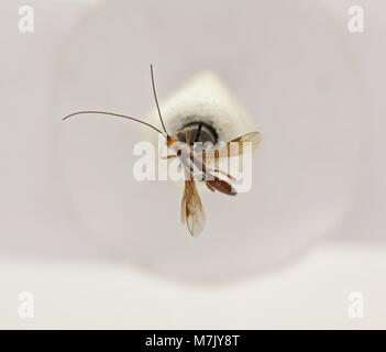 Doryctes fulviceps is a species within the Zoosphere, observed for its ...