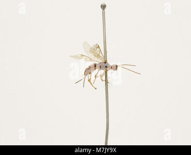 Doryctes pomarius is a species of beetle, identified in the Zoosphere ...