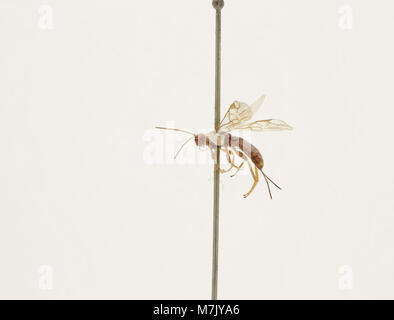 Doryctes pomarius, an insect species from the family Dryophthoridae, is ...