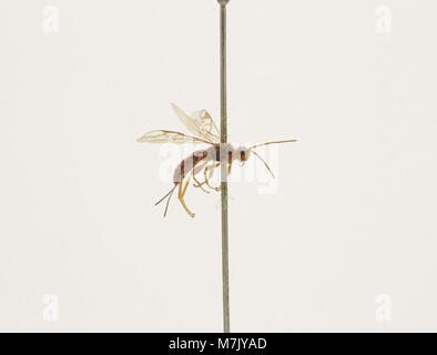 An image of Doryctes pomarius, a species of parasitic wasp, providing a ...