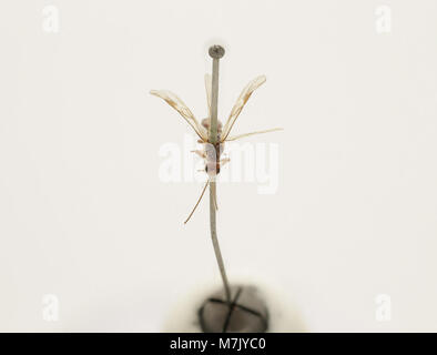 An image of Doryctes pomarius, a species of parasitic wasp, depicted in ...