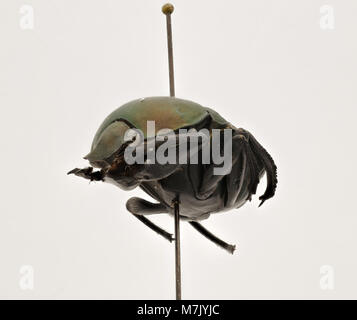 This image features Garreta azureus, a species within the animal ...