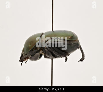 A scientific illustration of the species Garreta azureus, showcasing ...