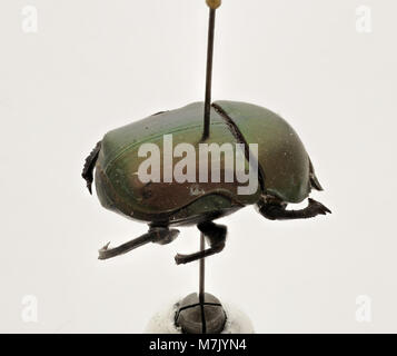 An image of Garreta azureus, a species of marine life, showcasing its ...